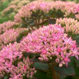 Sedum - Alkemade Perennials - cuttings, seedlings, seeds