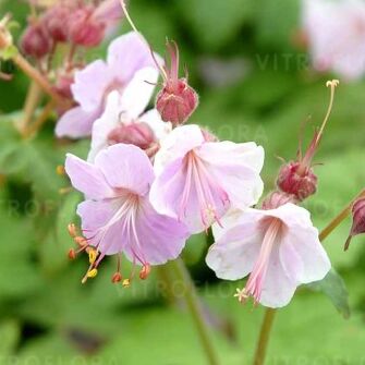 Geranium - Alkemade Perennials - cuttings, seedlings, seeds
