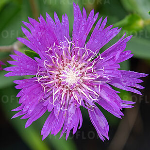 Stokesia - Alkemade Perennials - cuttings, seedlings, seeds