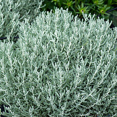 Santolina - Alkemade Perennials - cuttings, seedlings, seeds
