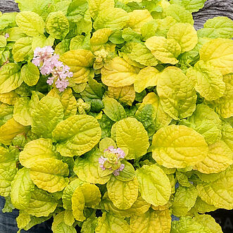 Perennials - young plants - Alkemade Perennials - cuttings, seedlings ...