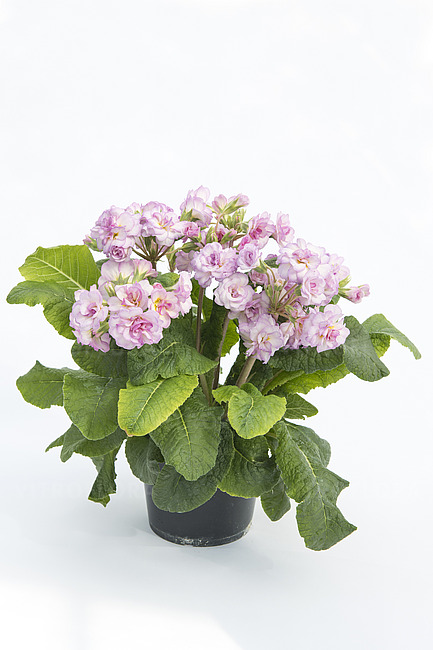 Pretty Polly Soft Pink- Alkemade Perennials - cuttings, seedlings, seeds